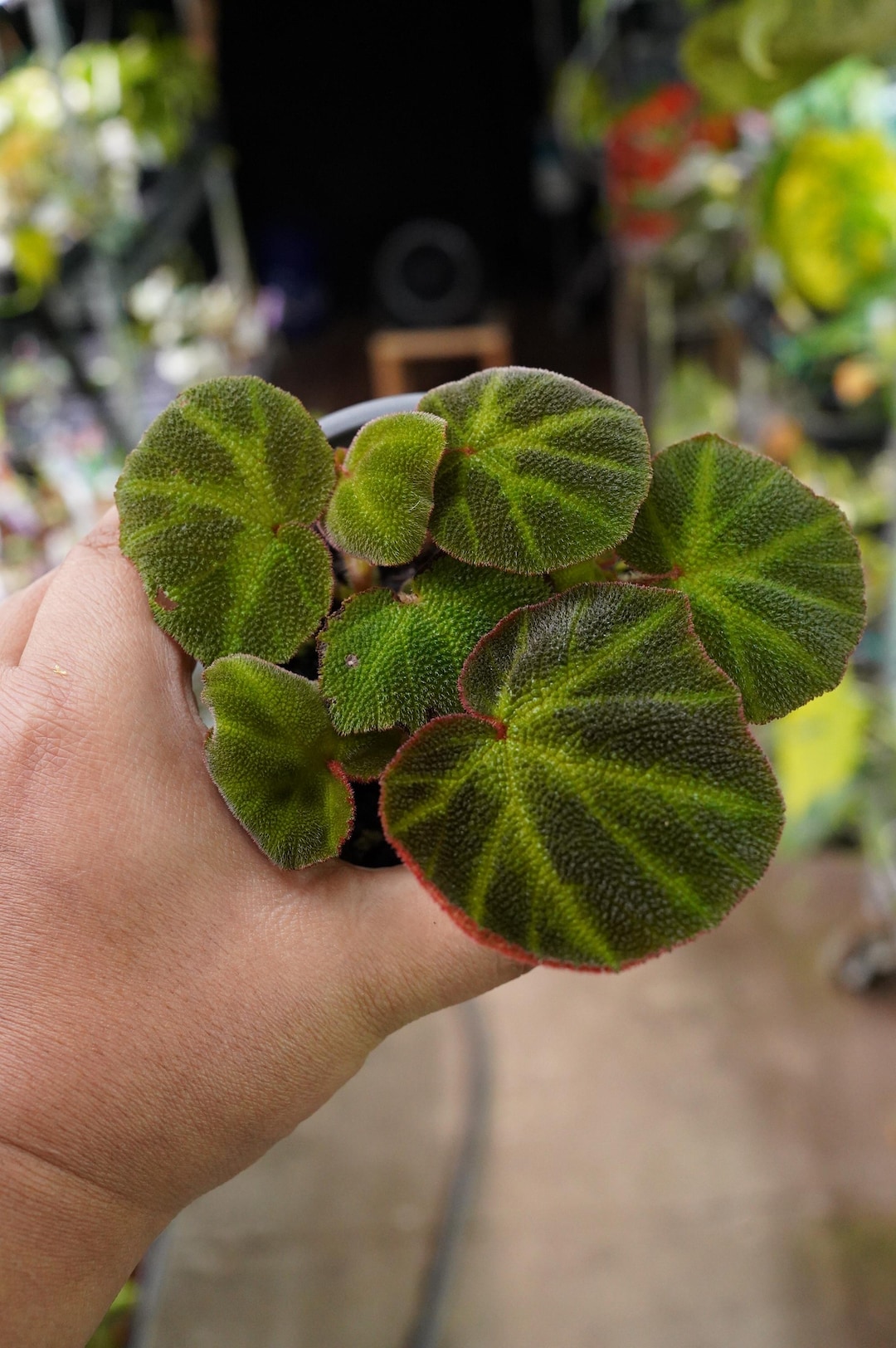 Begonia Soli Mutata Sun Changing 4" Pot Live Plant Rare Terrarium Plant ...
