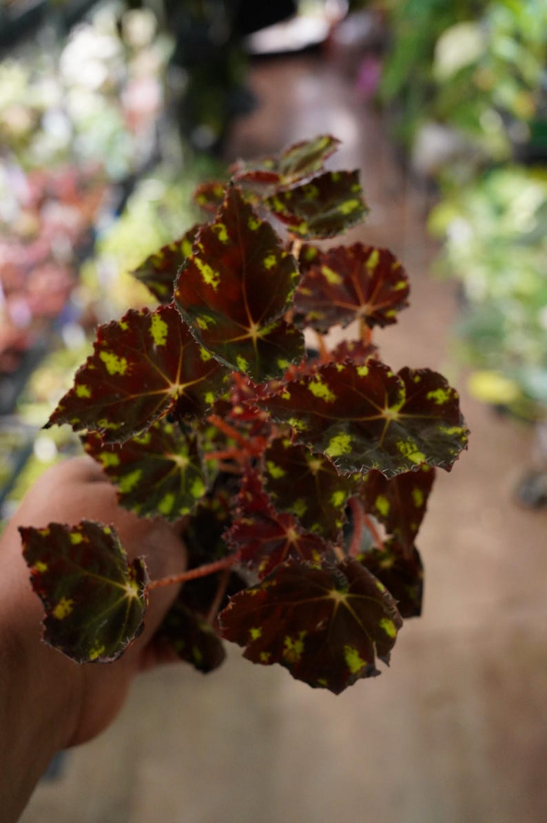 Begonia Tiger Paws 4" Terrarium Plant Eyelash Rhizomatous US Seller - Etsy