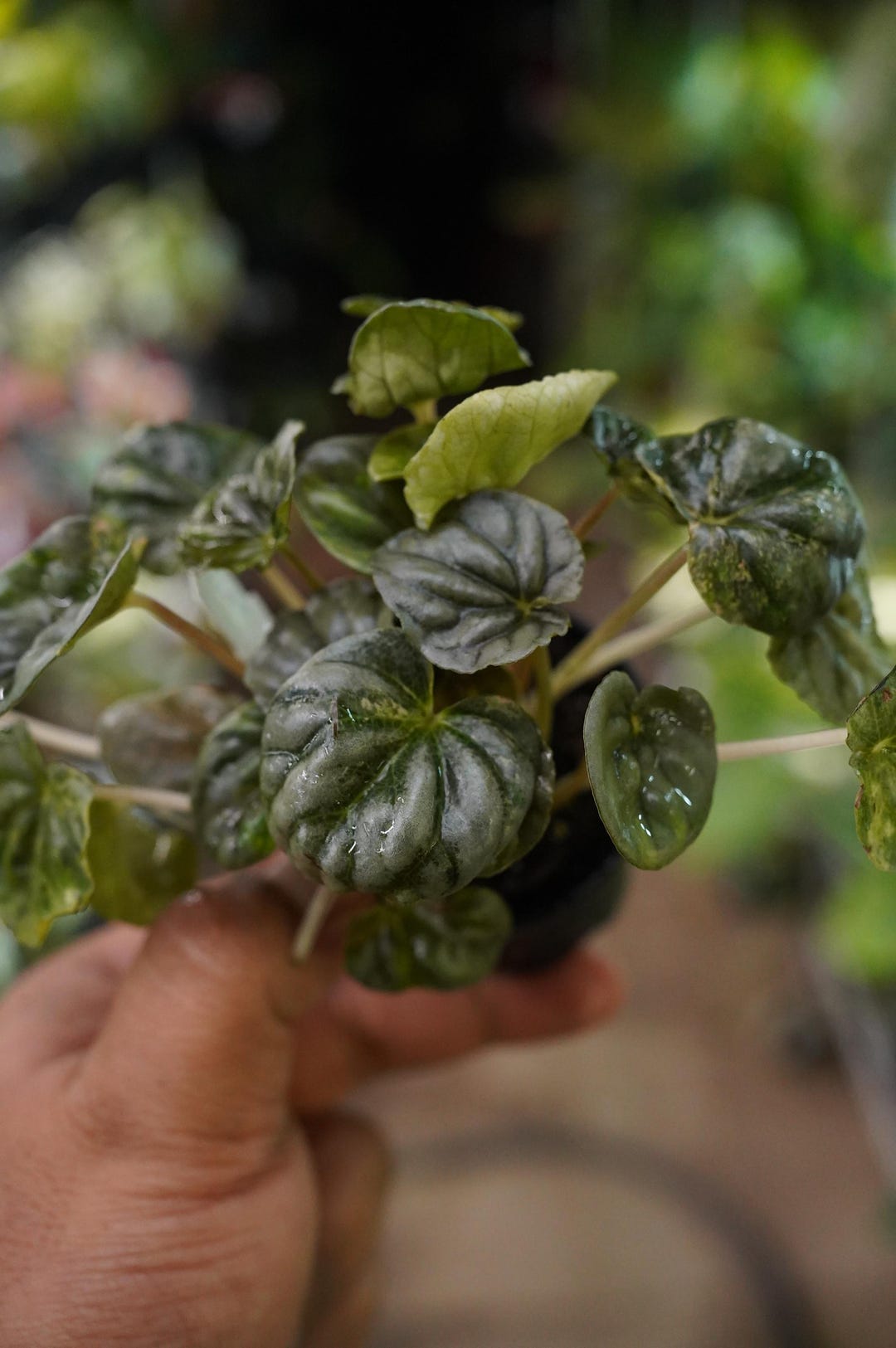 Pink Lady Peperomia Caperata Marble Freckled 2" Pot US Seller ...