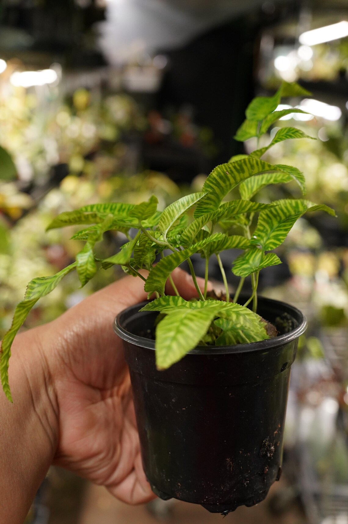 Coniogramme Emeiensis Golden Zebra Bamboo Fern 4" Live Plant Pot - Etsy