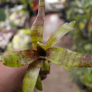 Neoregelia Red Waif Dwarf Bromeliad Cut Offset - Etsy
