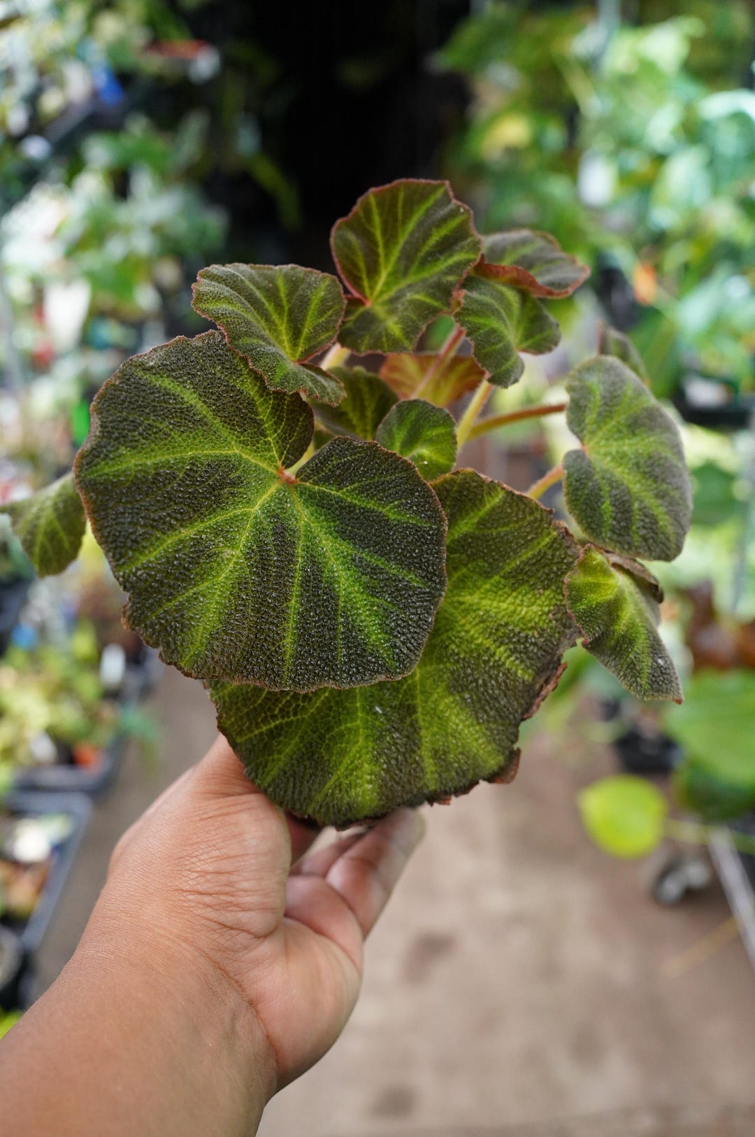 Begonia Soli Mutata Sun Changing 4" Pot Live Plant Rare Terrarium Plant ...