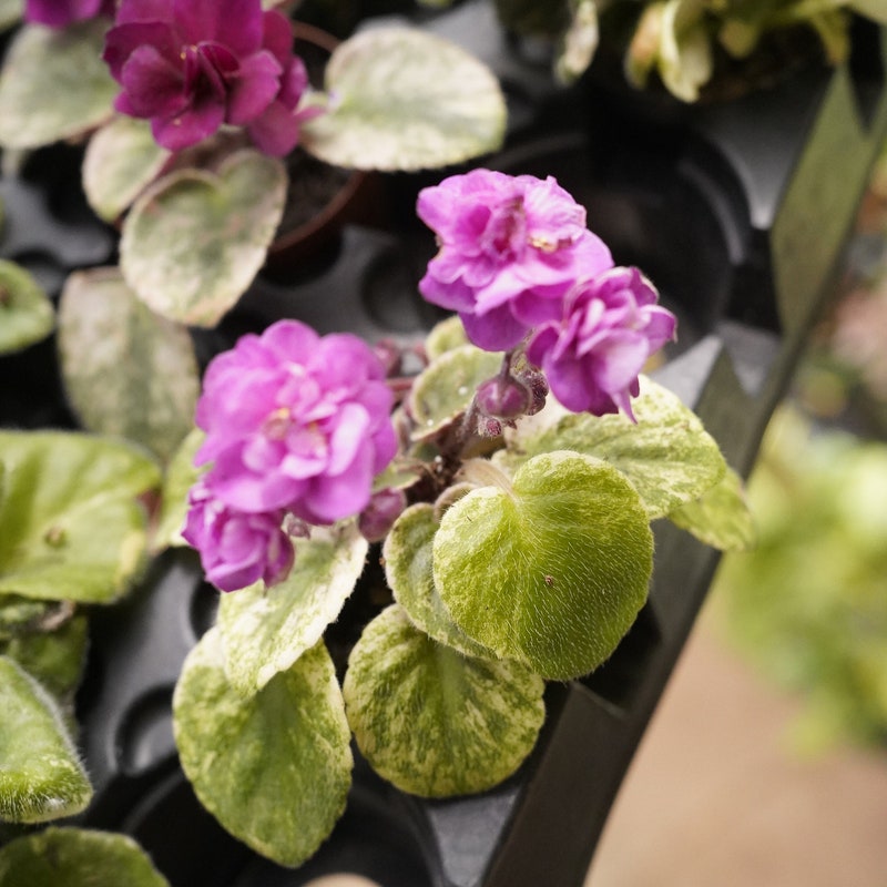 Variegated African Violet - Etsy