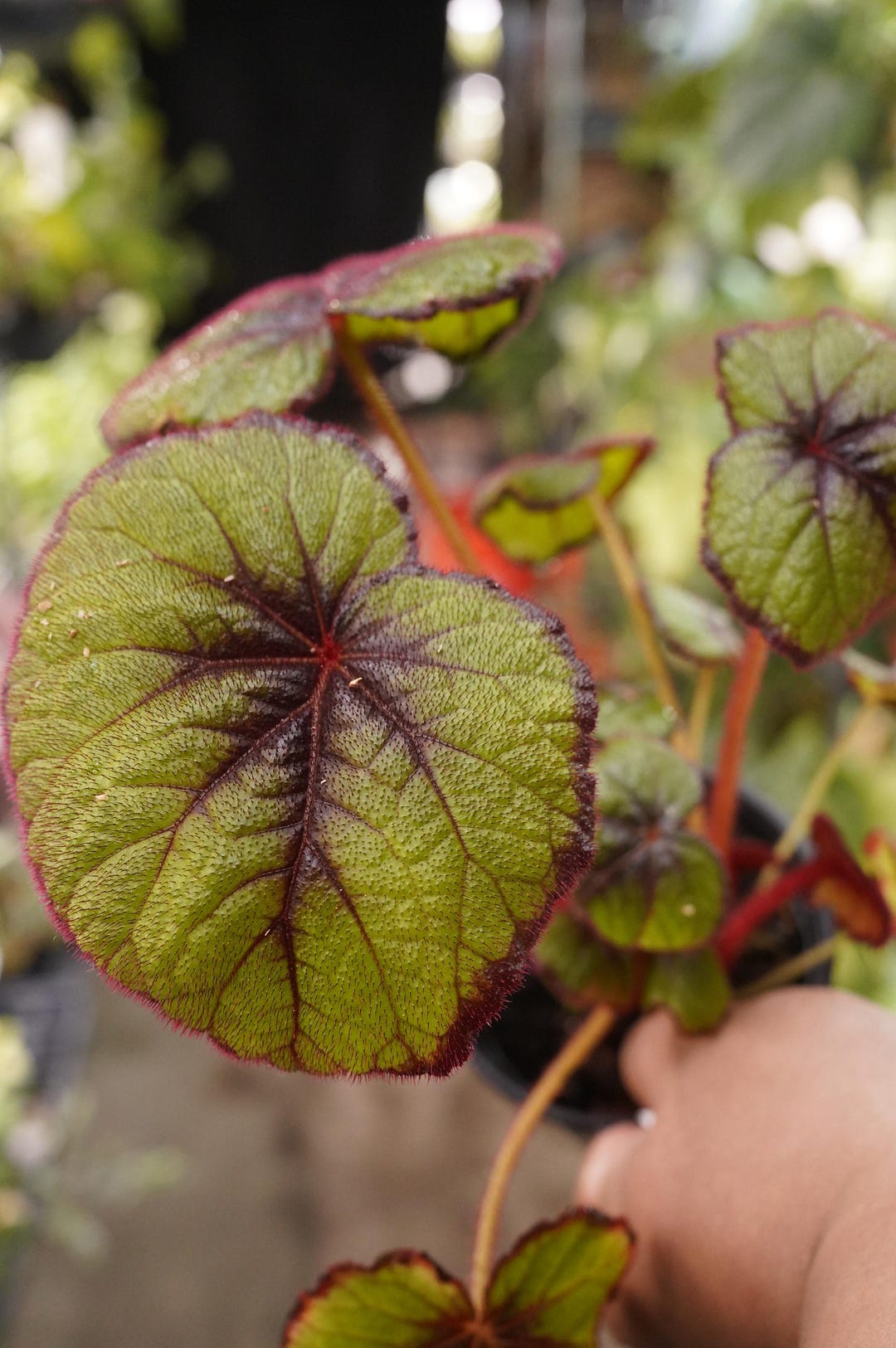 Begonia Curly Fireflush 4 Plant Pot - Etsy