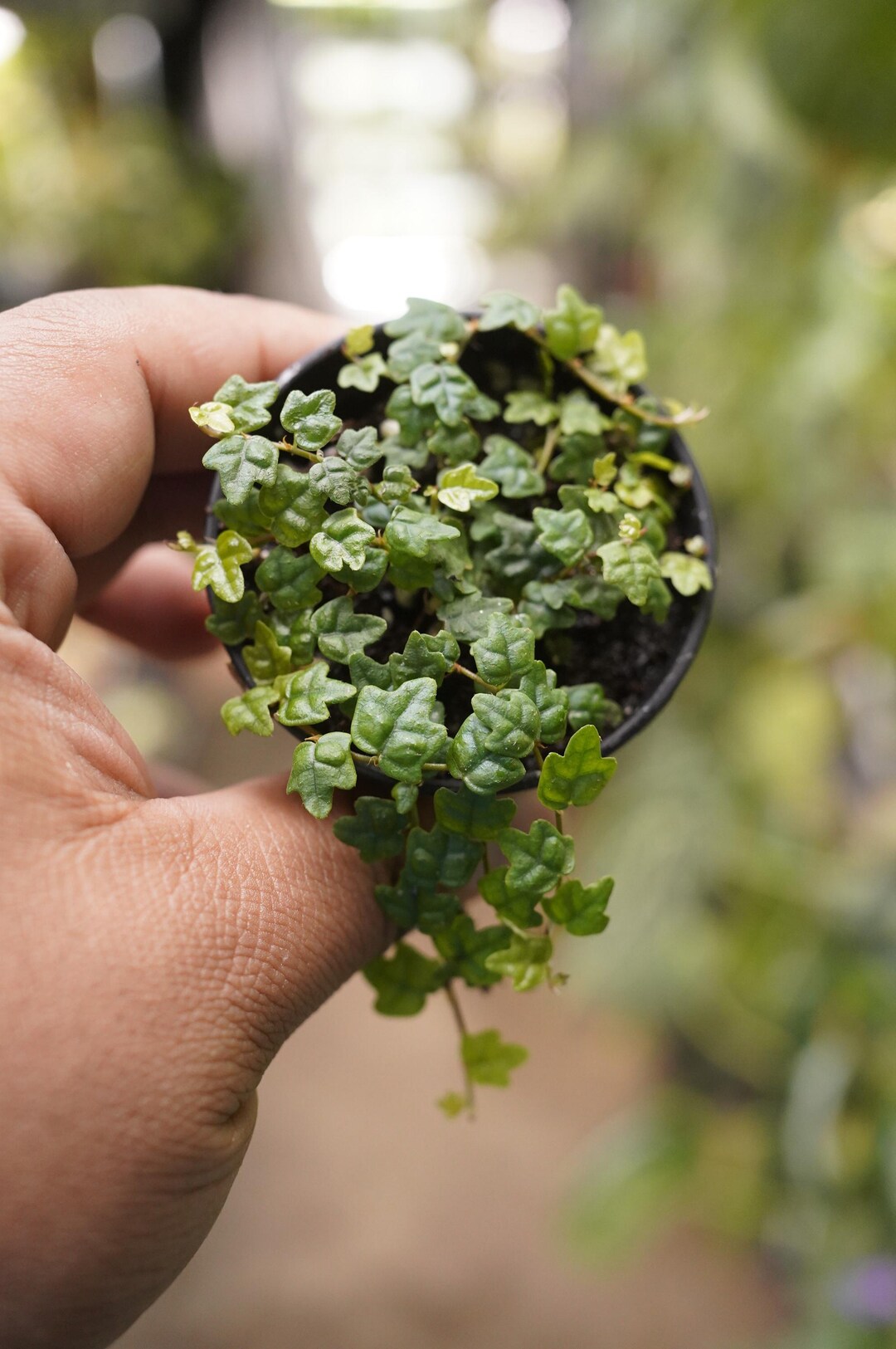 Ficus Pumila 'quercifolia' Miniature Oakleaf Fig String of Frogs 2 ...
