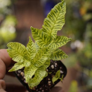 Coniogramme Emeiensis Golden Zebra Bamboo Fern 2" Starter Pot - Etsy