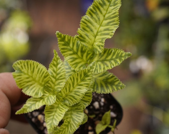 Coniogramme Emeiensis Golden Zebra Bamboo Fern 2" Starter Pot - Etsy