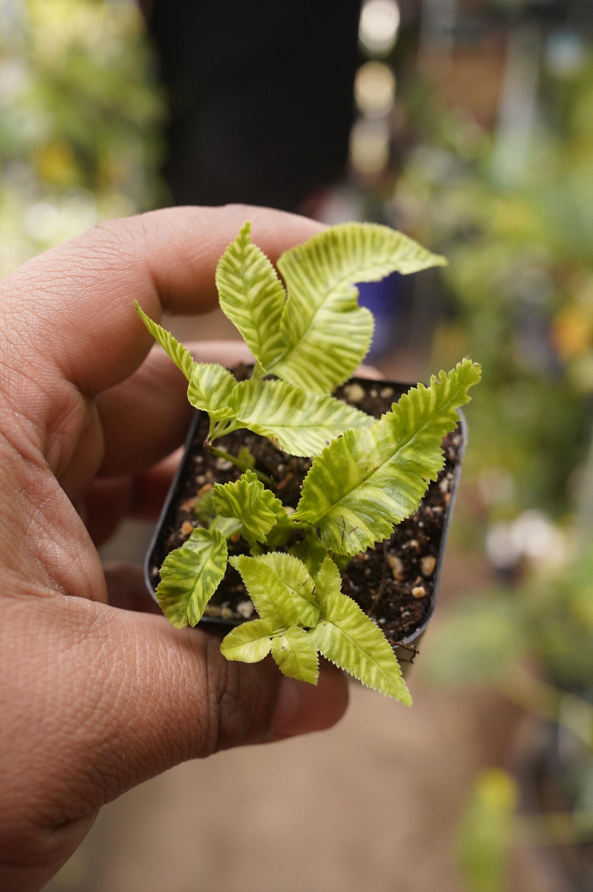 Coniogramme Emeiensis Golden Zebra Bamboo Fern 2" Starter Pot - Etsy