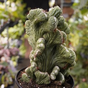 Green Cereus Coral Cactus Crested 6 Inch Pot - Etsy