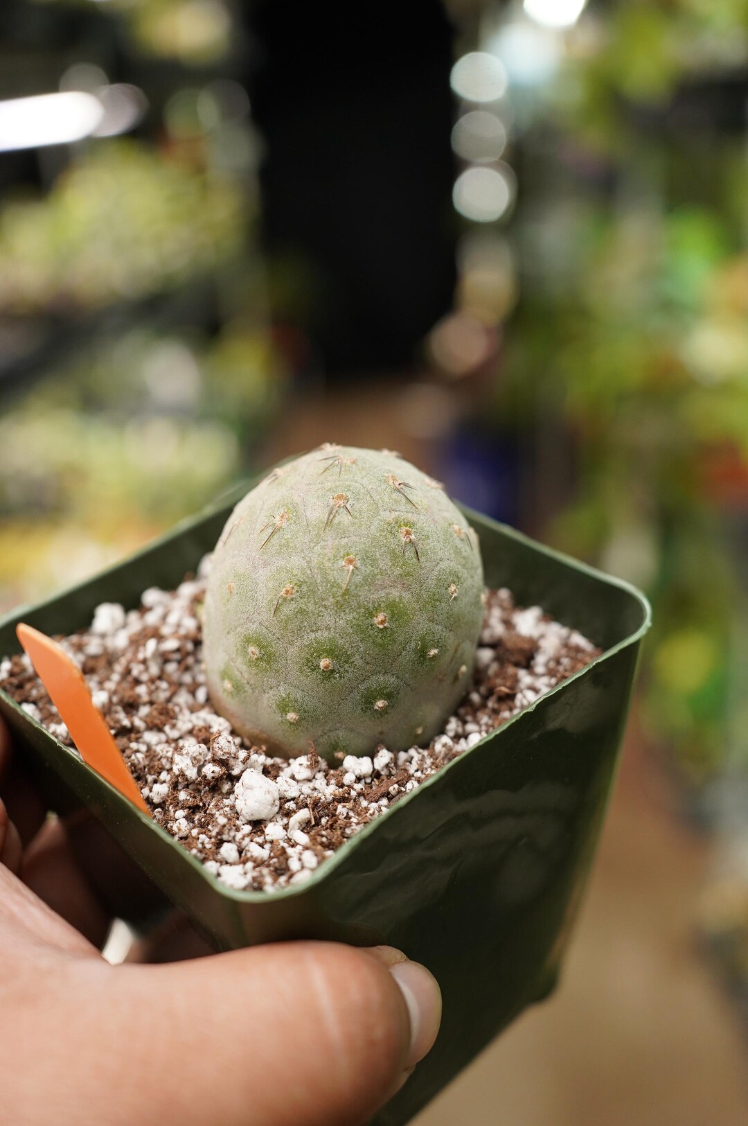 Tephrocactus Alexanderi Var. Geometricus Rare Cacti Rooted 4'' Live ...