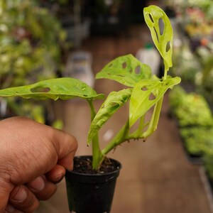 Monstera Adansonii Neon Madonna Swiss Cheese 4" Live Plant Pot Rare ...