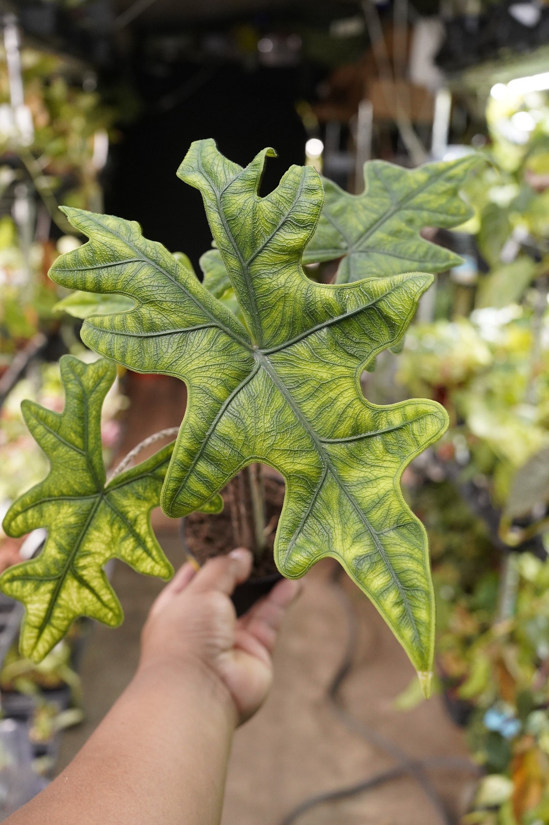 Alocasia Jacklyn Tandarusa Sulawesi Sp 4 Plant Pot - Etsy