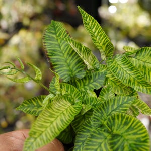 Coniogramme Emeiensis Golden Zebra Bamboo Fern 4" Live Plant Pot - Etsy