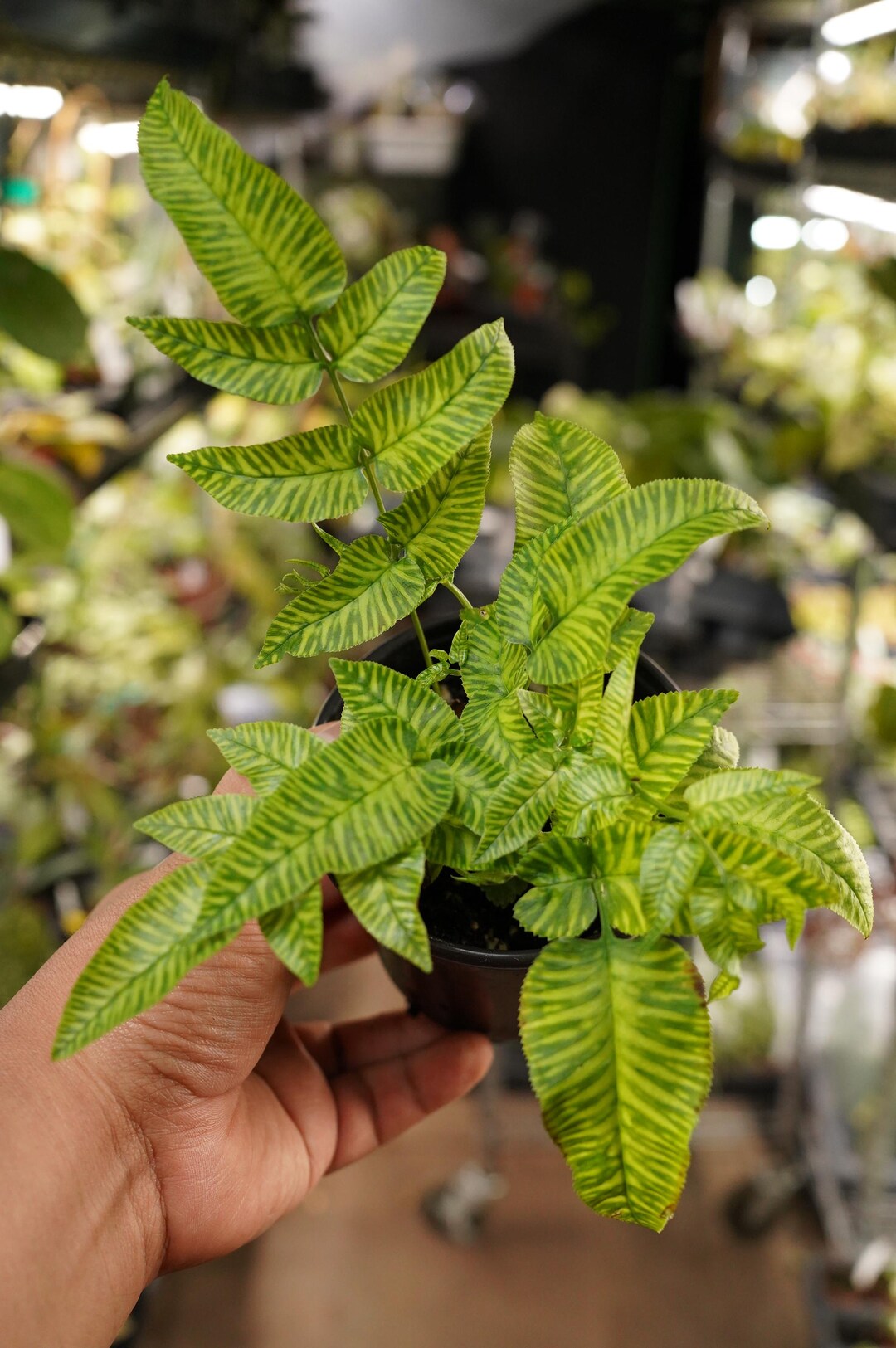 Coniogramme Emeiensis Golden Zebra Bamboo Fern 4" Live Plant Pot - Etsy