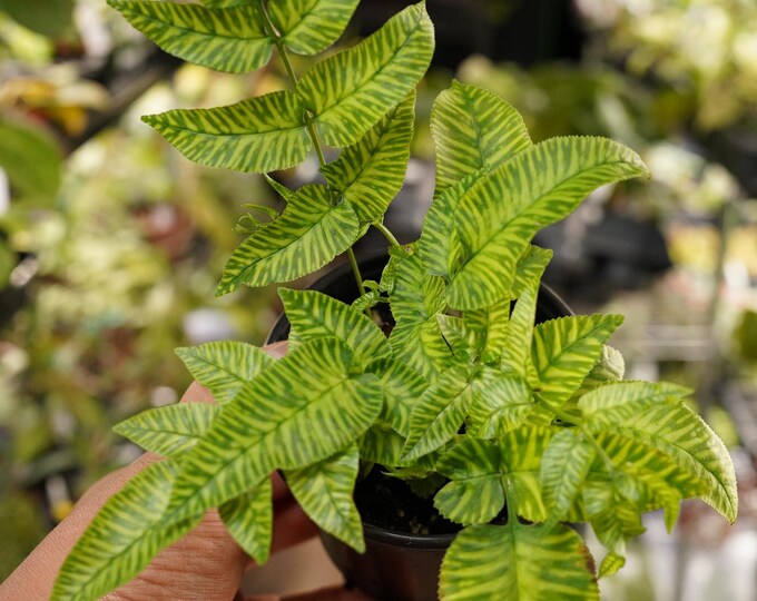 Golden Zebra Fern Starter Plant (ALL STARTER PLANTS Require You to ...