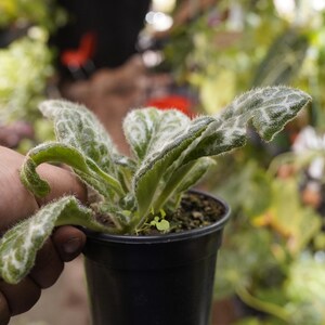 Primulina Dryas Pretty Turtle 4 Inch Pot - Etsy