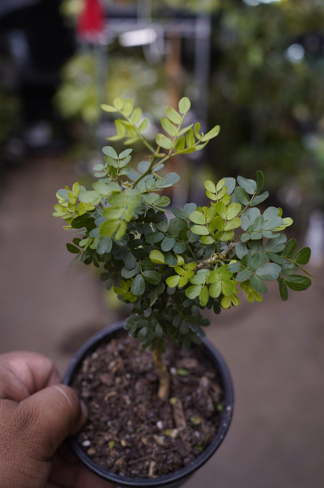 Texas Ebony Tree Pithecellobium Flexicaule 4 Inch Pot - Etsy