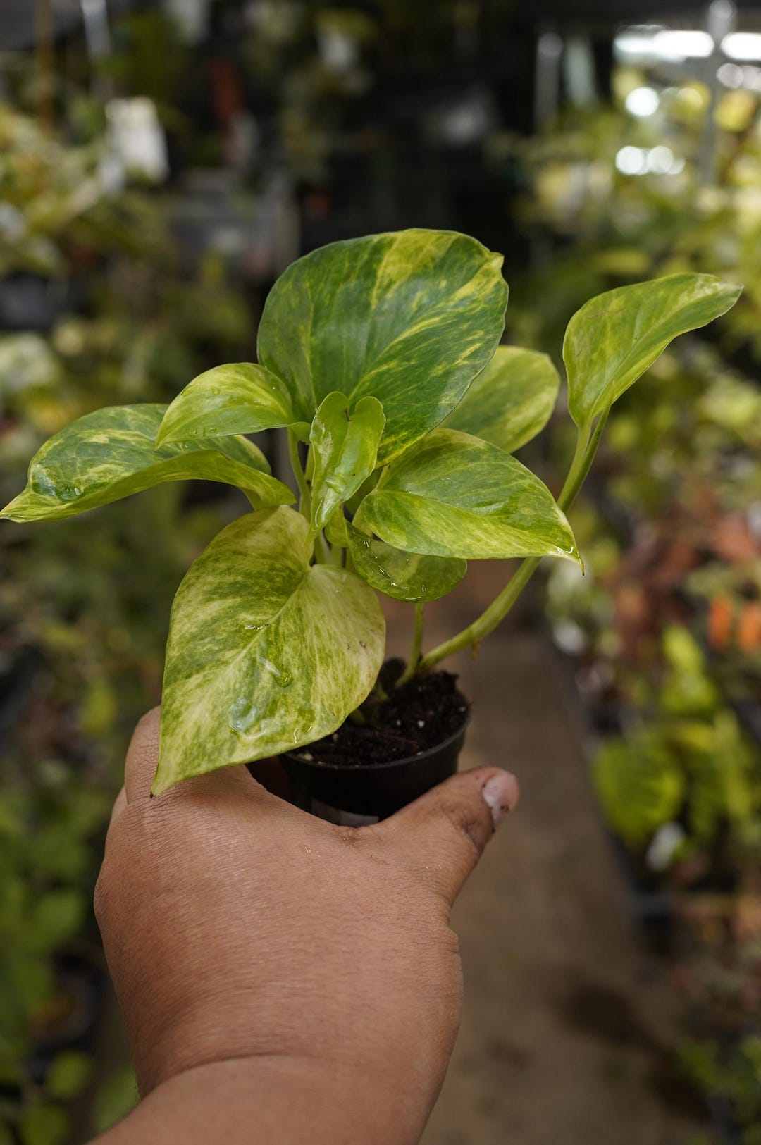 Pothos Sunshine Goddess Epipremnum Aureum 2 Starter Plant Pot - Etsy