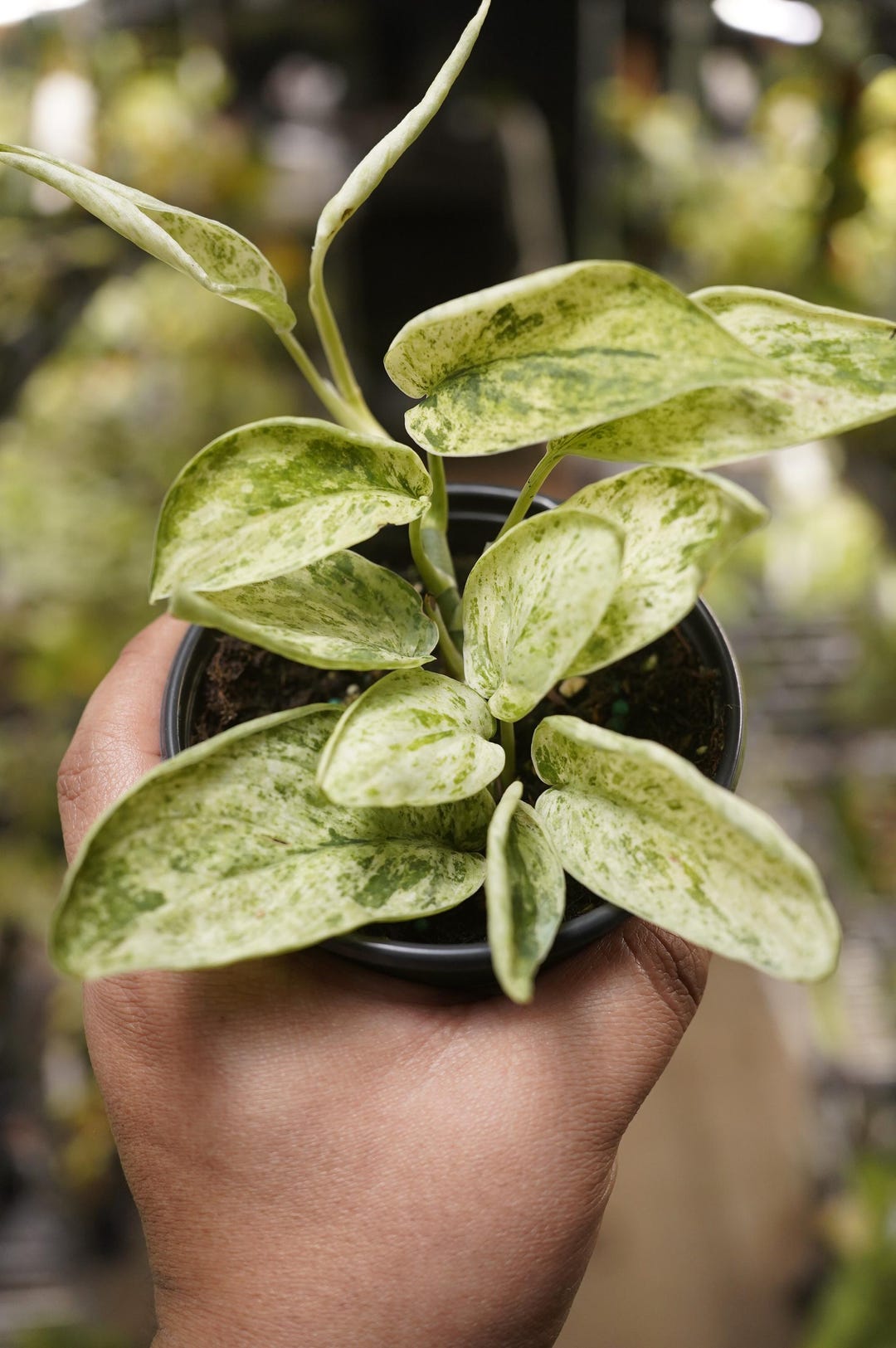 Scindapsus Marble Queen 4" Pot - Etsy