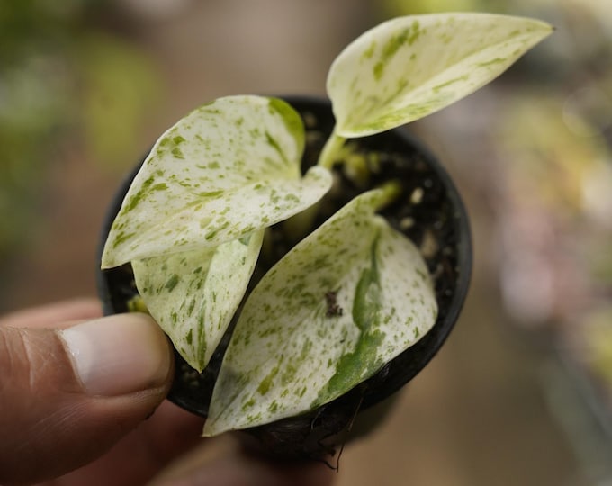 Pothos Leopard Goddess Epipremnum Aureum 2" Starter Pot - Etsy