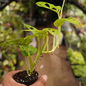 Monstera Adansonii Neon Madonna Swiss Cheese 4" Live Plant Pot Rare ...