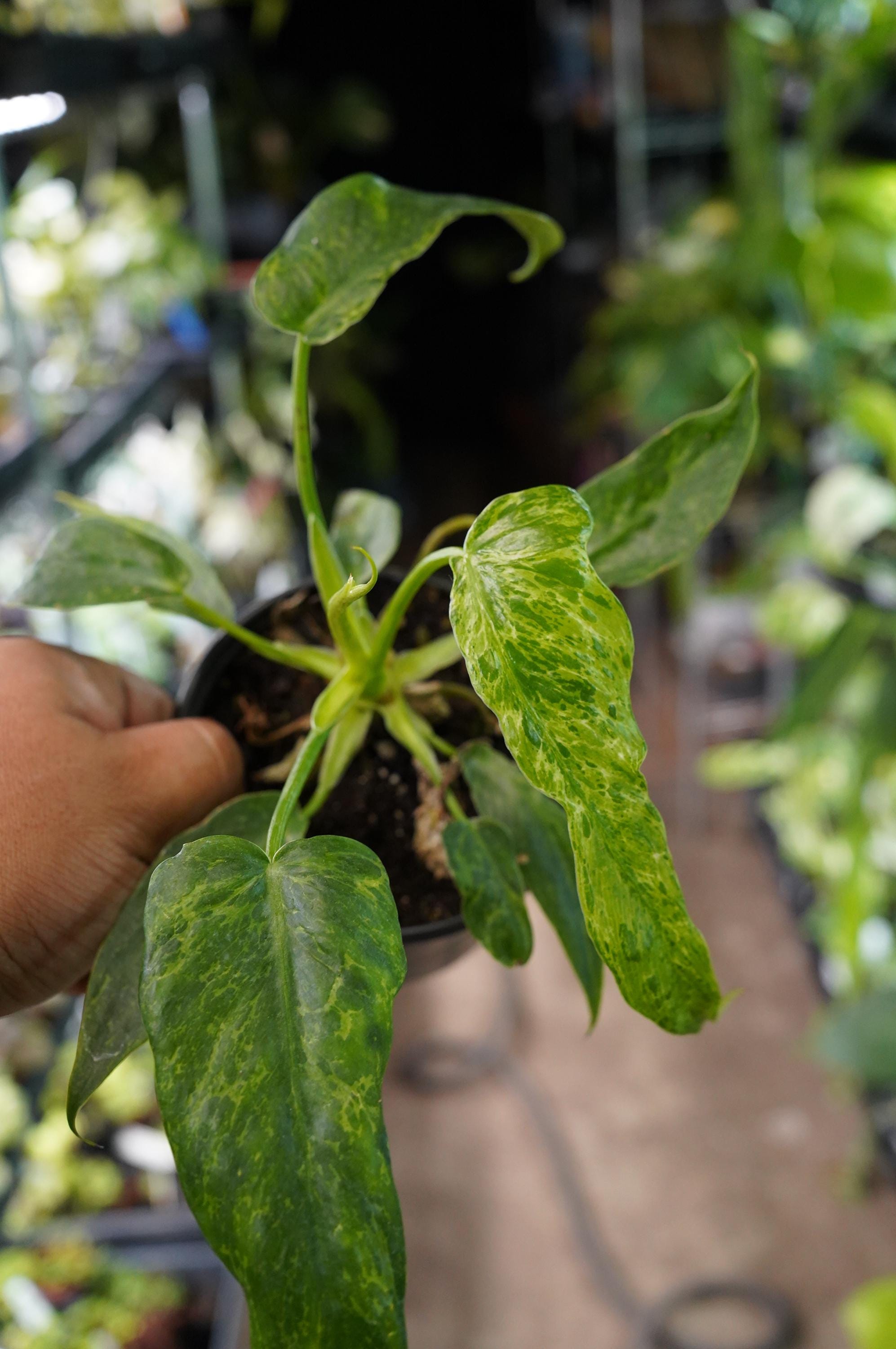 Philodendron Golden Dragon Marble Mottled Variegated 4" Live Plant Pot ...