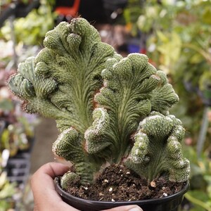 Green Cereus Coral Cactus Crested 6 Inch Pot - Etsy