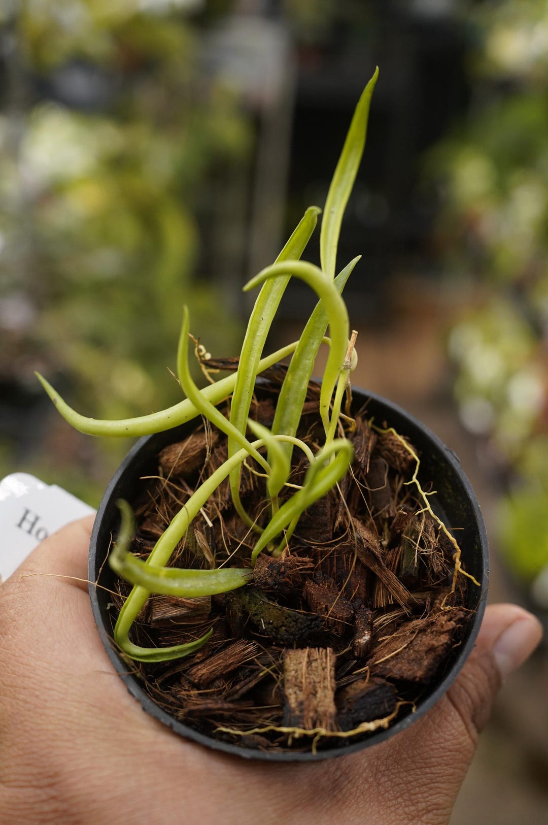 Hoya Acicularis Needle Leaf Wax Plant 3 Pot - Etsy