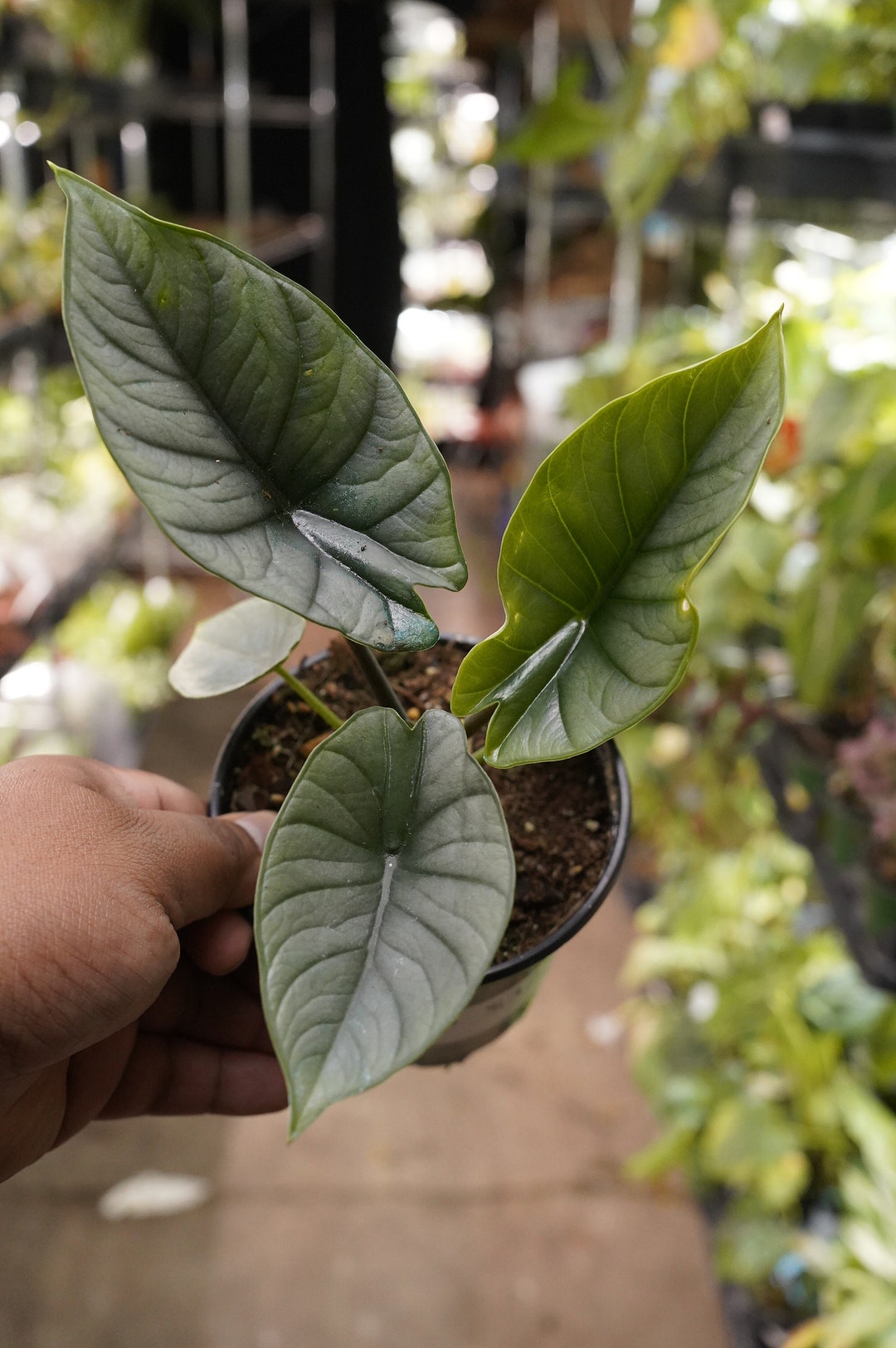 Alocasia Bisma Sp Platinum 4 Plant Pot - Etsy