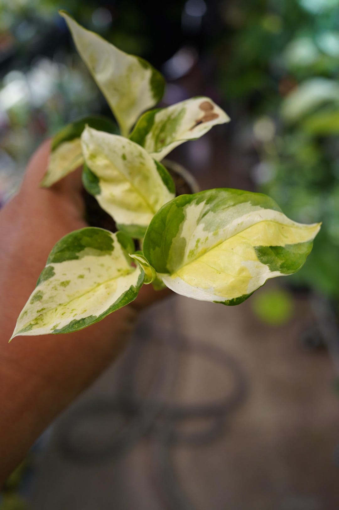 Japanese Global Pothos Epipremnum Aureum 2" Starter Pot Live Plant US ...