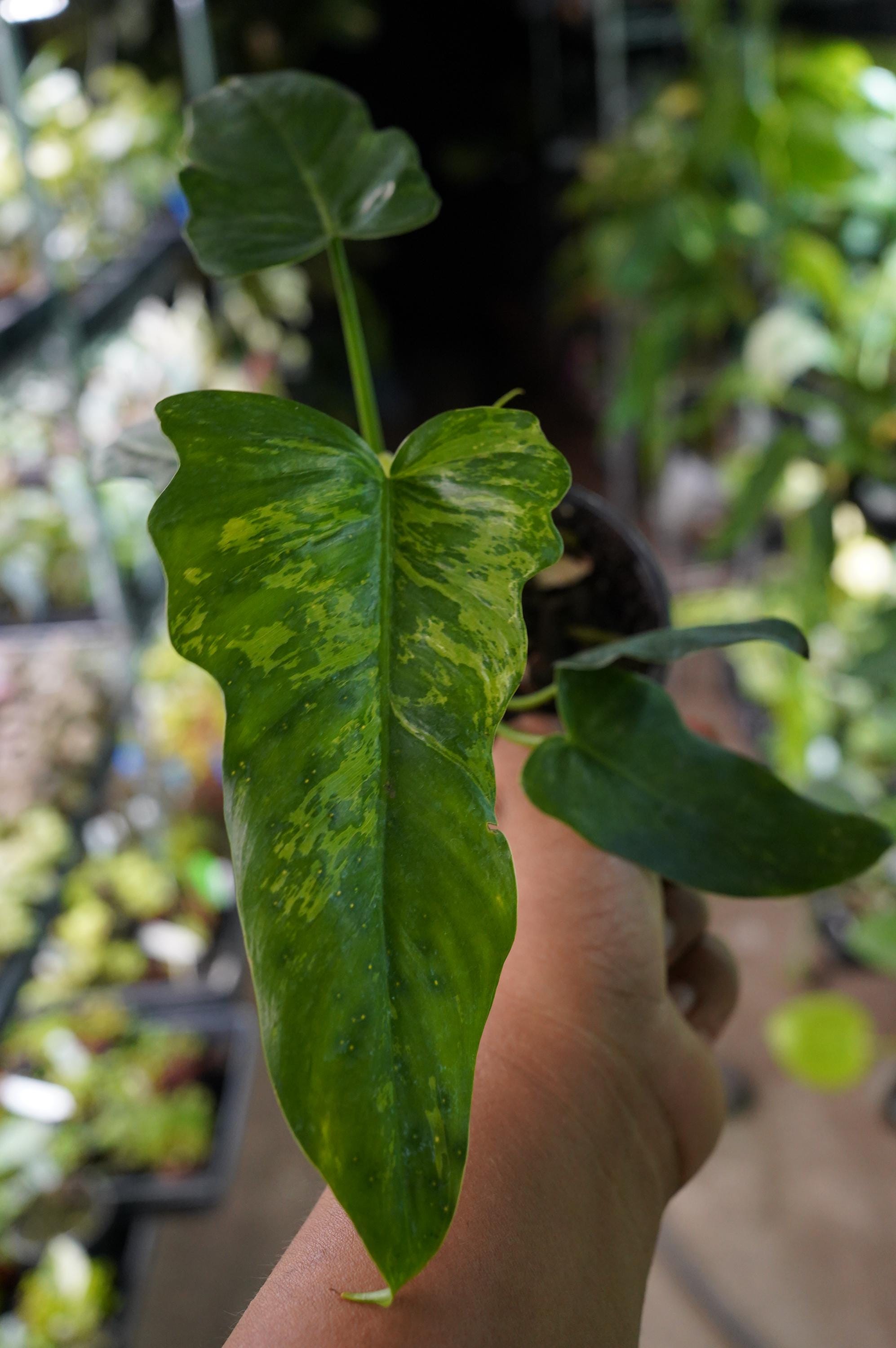 Philodendron Golden Dragon Marble Mottled Variegated 4" Live Plant Pot ...