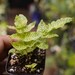 Coniogramme Emeiensis Golden Zebra Bamboo Fern 2" Starter Pot - Etsy