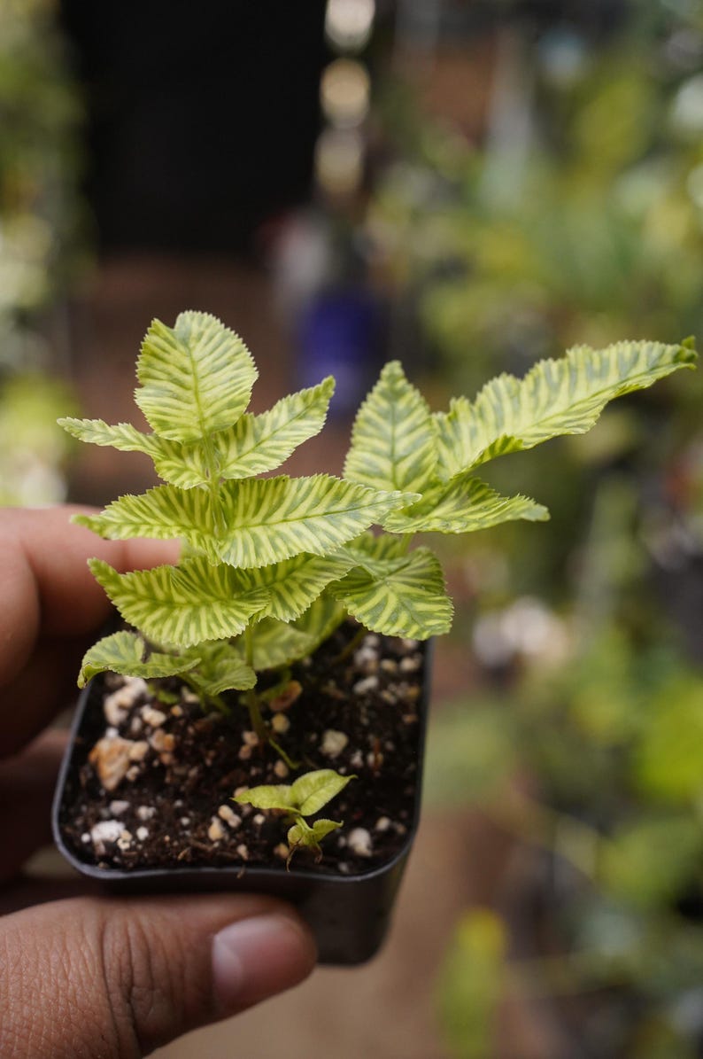Coniogramme Emeiensis Golden Zebra Bamboo Fern 2" Starter Pot - Etsy