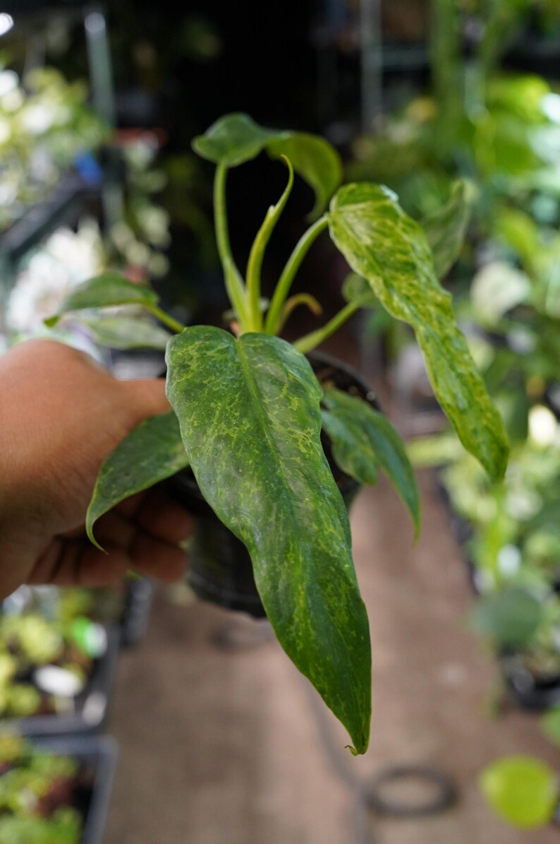Philodendron Golden Dragon Marble Mottled Variegated 4" Live Plant Pot ...