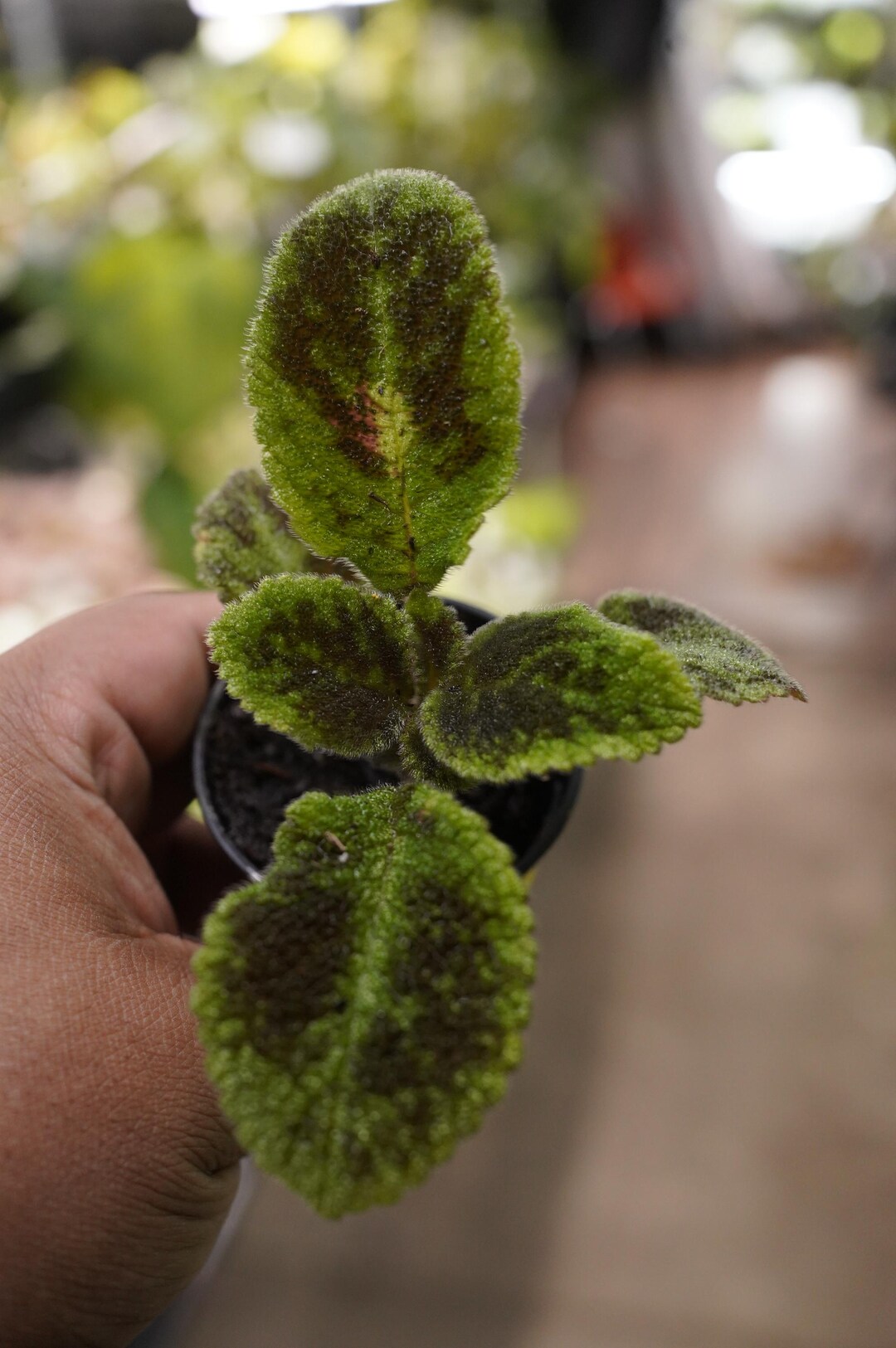 Episcia Sophia 2 Starter Plant Pot - Etsy