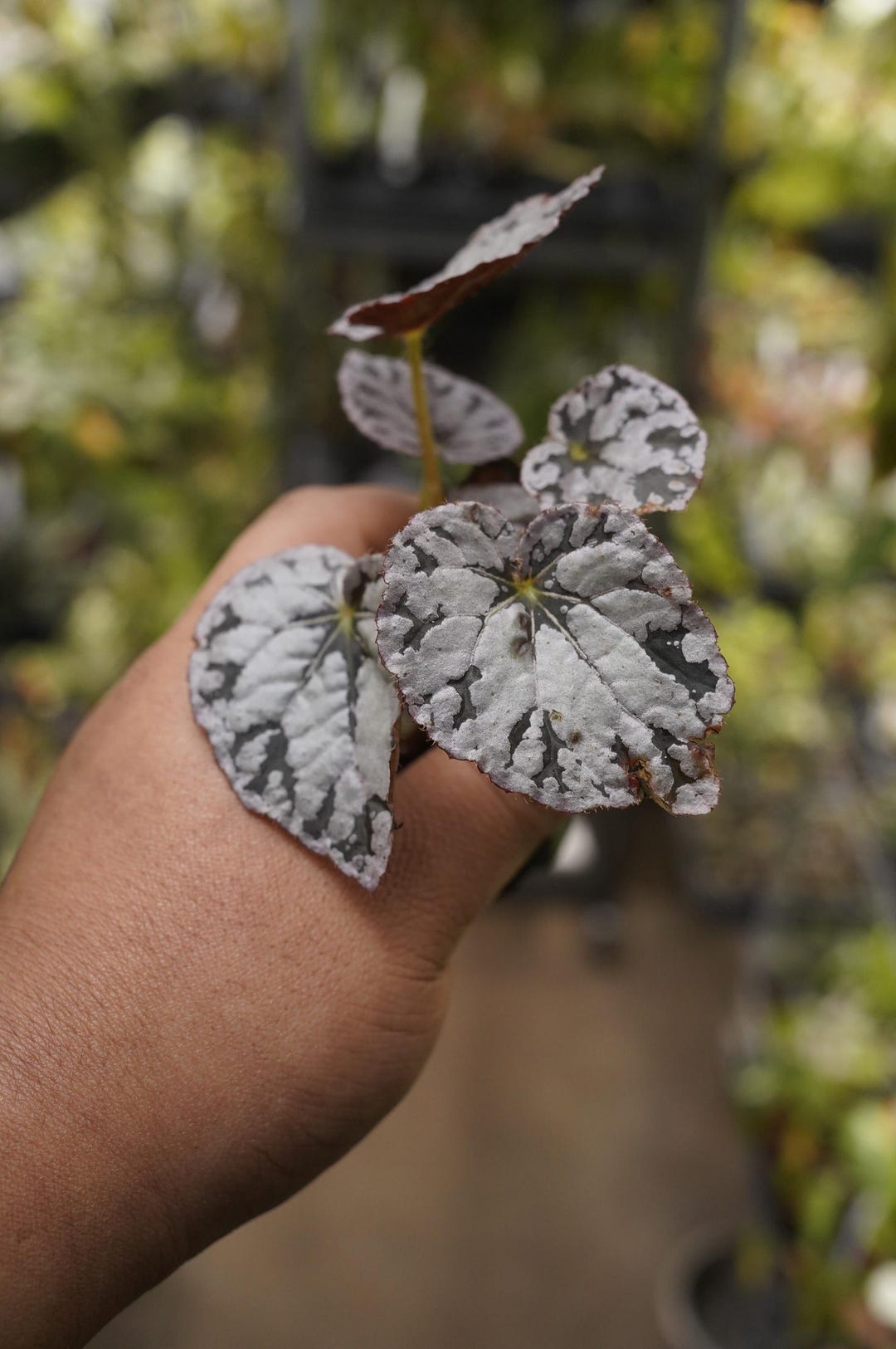 Begonia Chayo 2" Starter Pot Terrraium Plant - Etsy