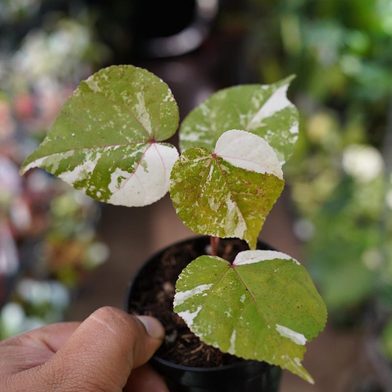 Variegated Hibiscus - Etsy