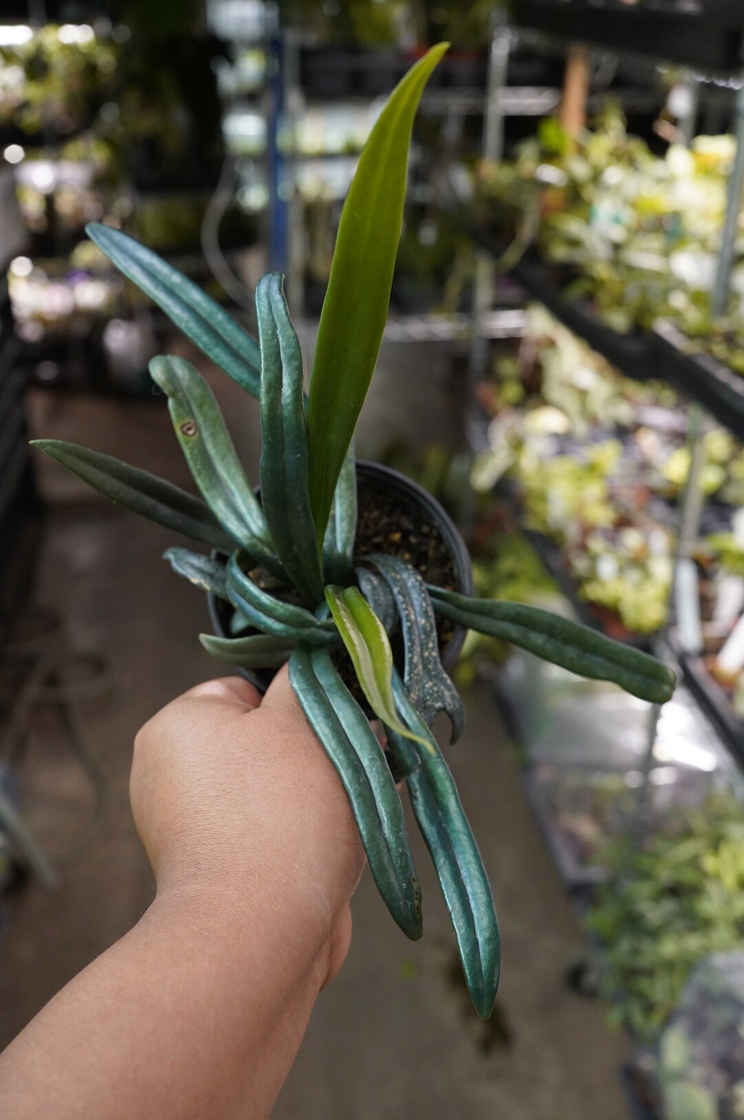 Exact Plant Microsorum Thailandicum Blue Oil Fern 4 Inch Pot - Etsy