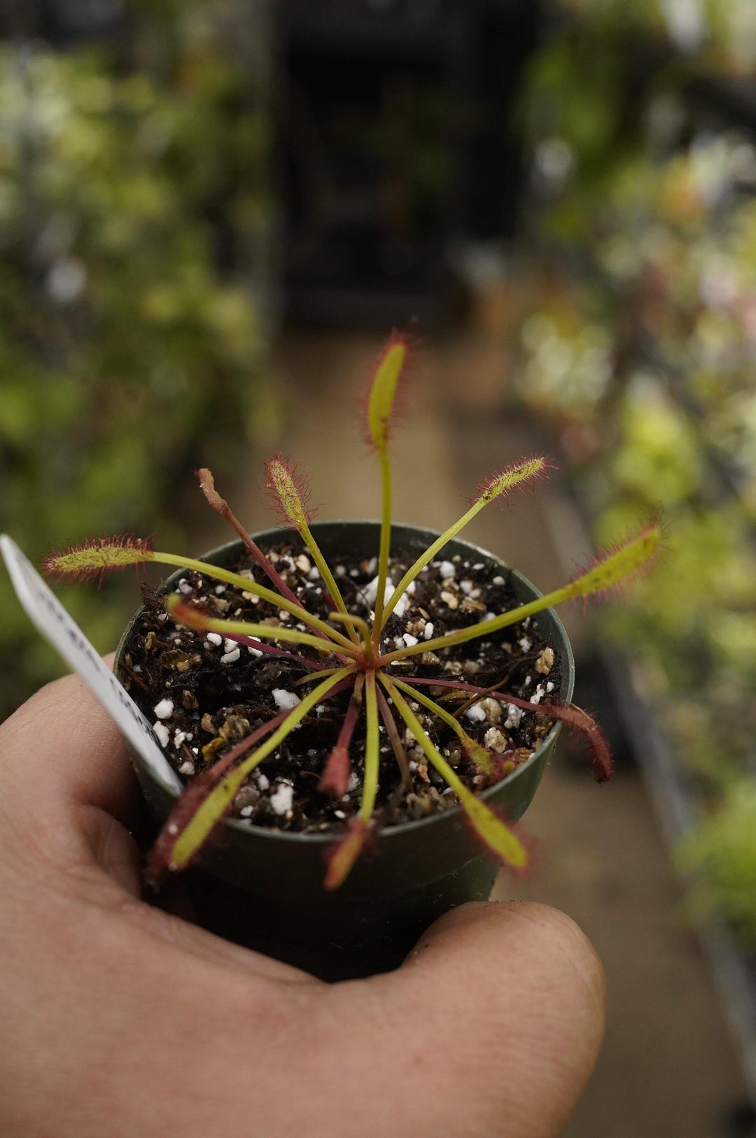 Drosera Capensis Red Sundew 2" Starter Carnivorous Plant Pot - Etsy