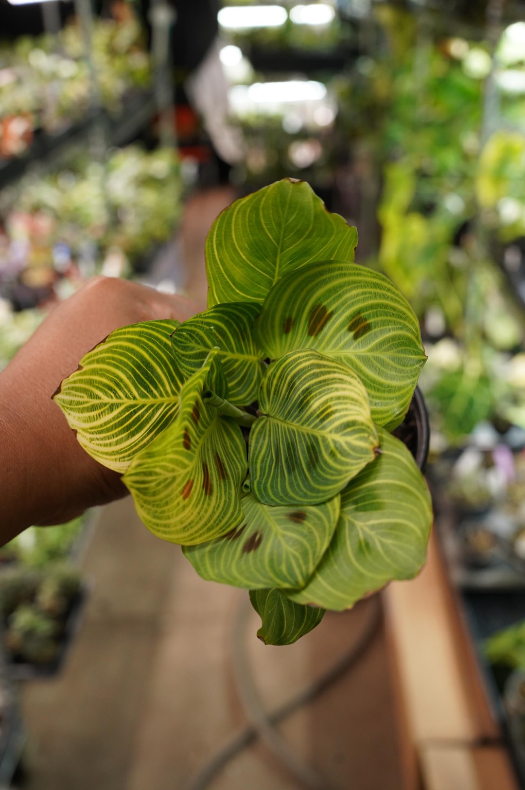 Maranta Light Veins Fantasy Gold Lines Prayer Plant 4" Live Pot US ...