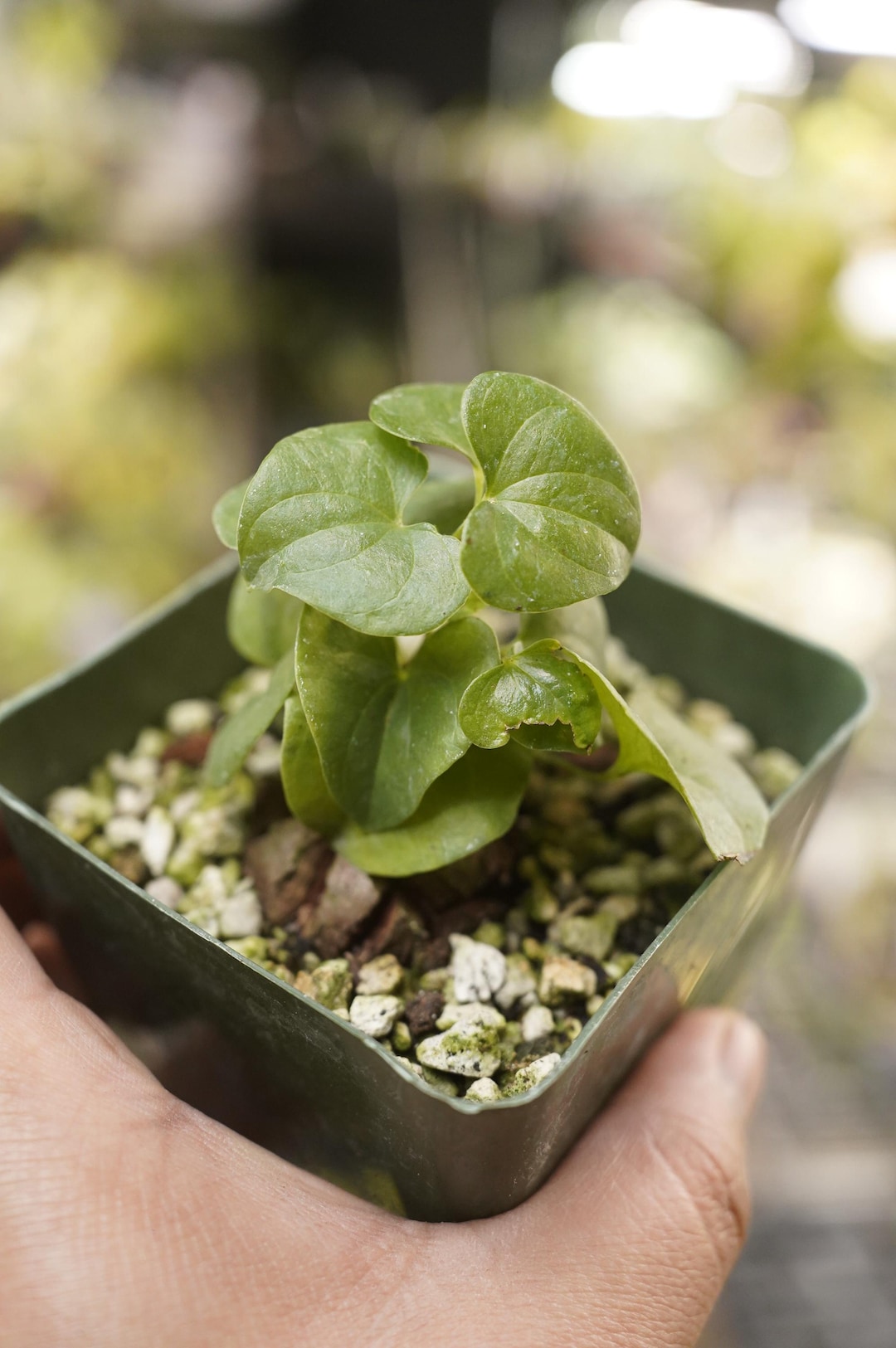 Dioscorea Elephantipes Turtle Back Succulent Elephant's Foot Caudex ...