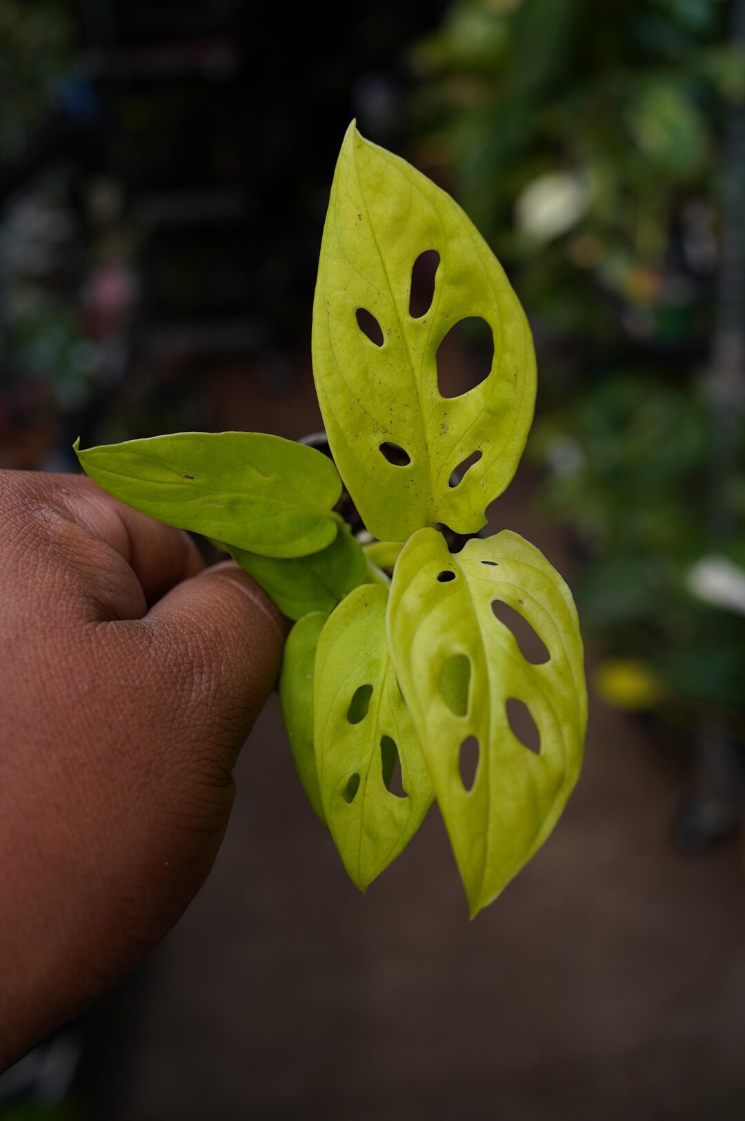 Monstera Adansonii Neon Madonna Swiss Cheese 2" Live Plant Pot Rare US ...