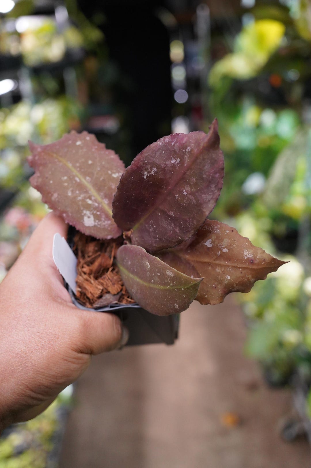 Hoya Undulata Wax Flower 3" Pot US Seller Artificially Propagated Live ...
