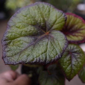 Begonia Rex X Curly Fireflush 4 Starter Plant Pot - Etsy