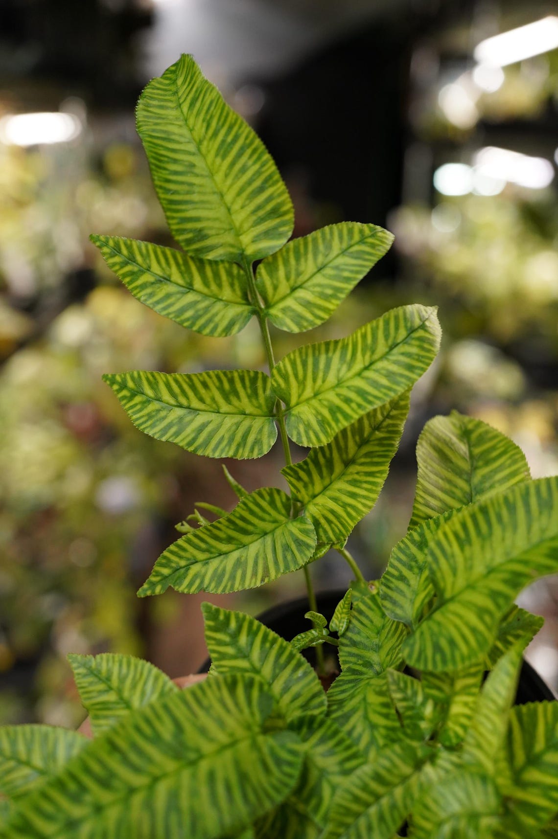 Coniogramme Emeiensis Golden Zebra Bamboo Fern 4" Live Plant Pot - Etsy