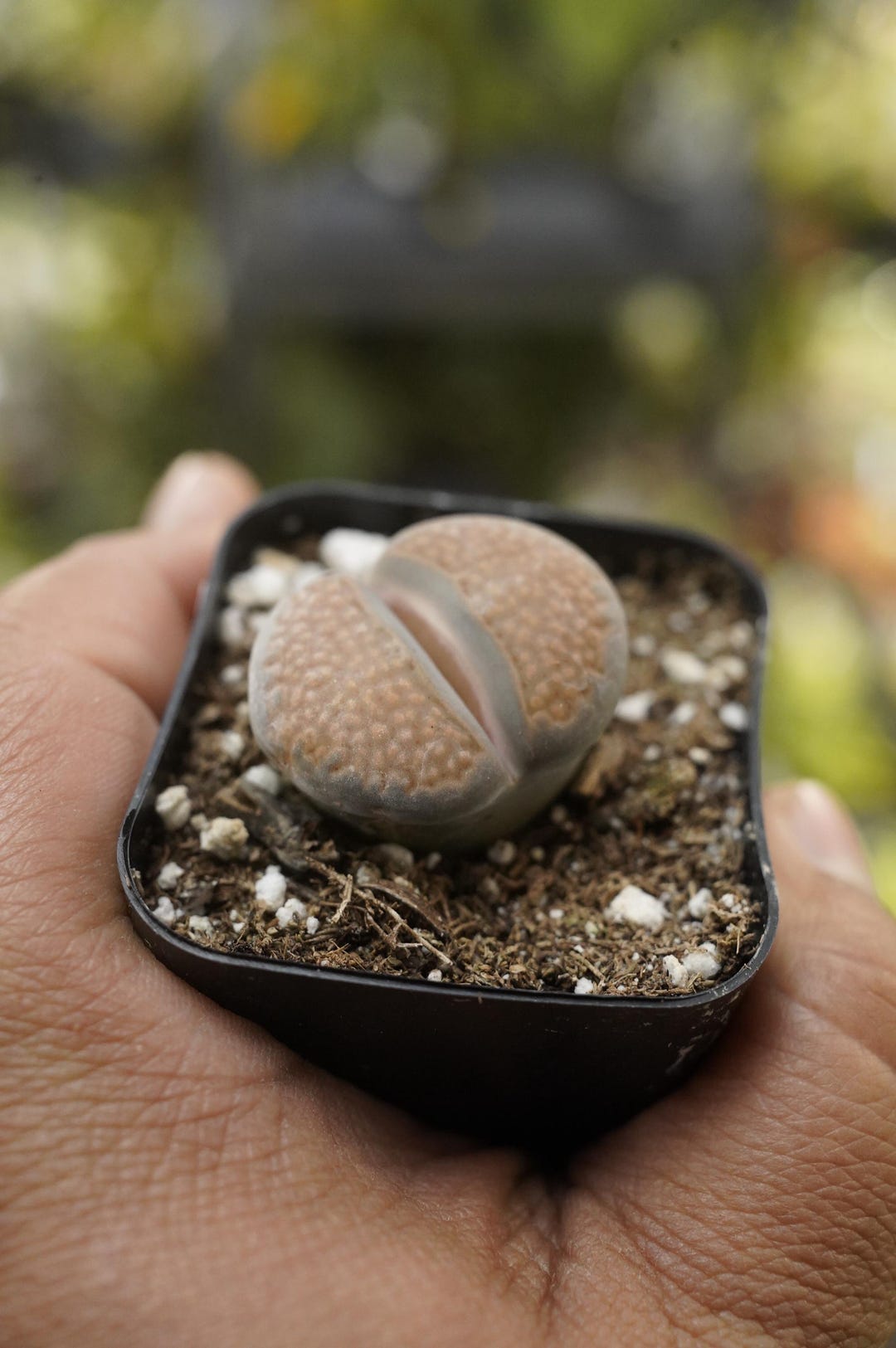 Assorted Lithops Living Stone Succulent Plants Potted 2" Pot - Etsy