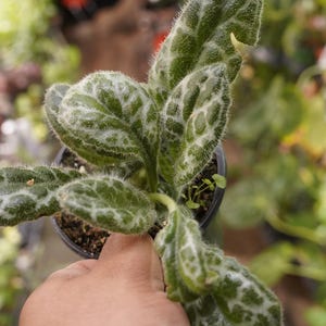 Primulina Dryas Pretty Turtle 4 Inch Pot - Etsy