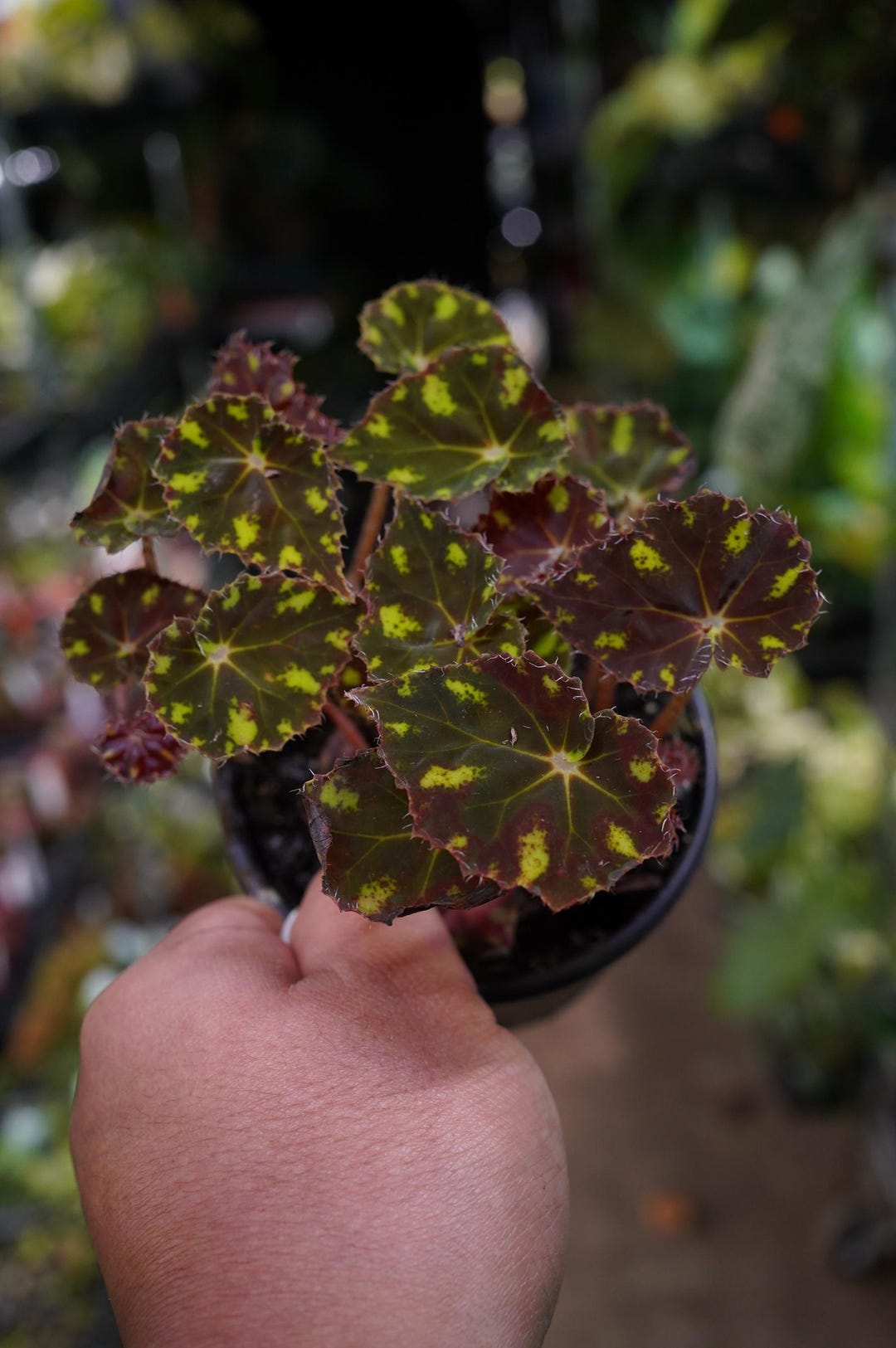 Begonia Tiger Paws 4" Terrarium Plant Eyelash Rhizomatous US Seller - Etsy