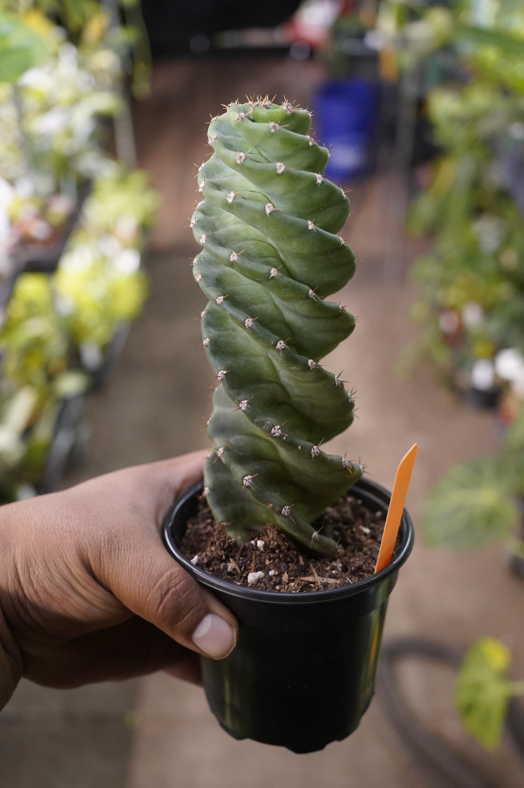 Cereus Forbesii Spiralis Twisted Cactus 4" Plant Pot - Etsy