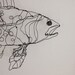 Coelacanth Fish Art-wire Drawing Sculpture - Etsy